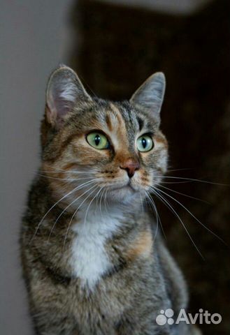 Кошечка Эля