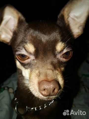 Вязка мини тойчик, мальчик