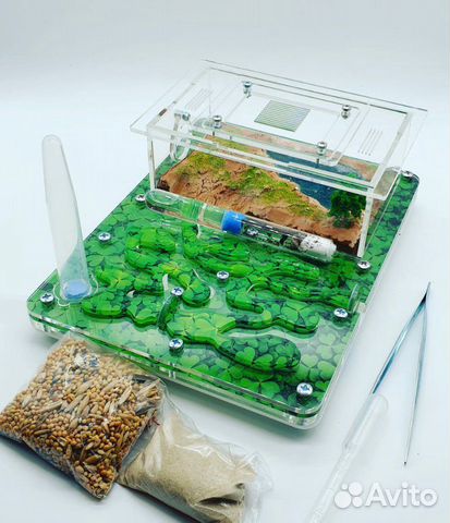 Муравьиная ферма набор муравьи формикарий
