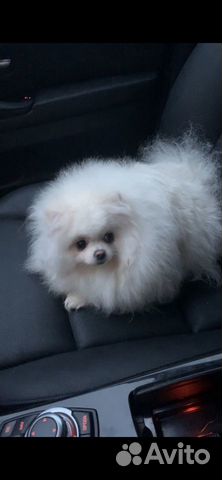 Шпиц Померанский белые