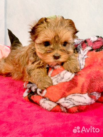 Девочка Маркиза Русалка