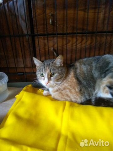 Кошка даже может ловить мышей