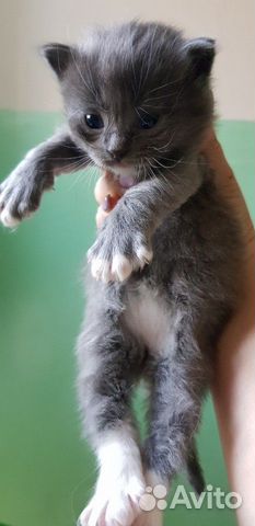 Комочки счастья ищут себе добрые руки