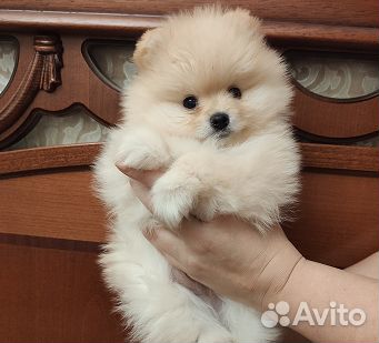 Кремовое счастье