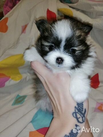 Продается щенок карликового померанского шпица