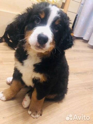 Бернский зенненхунд