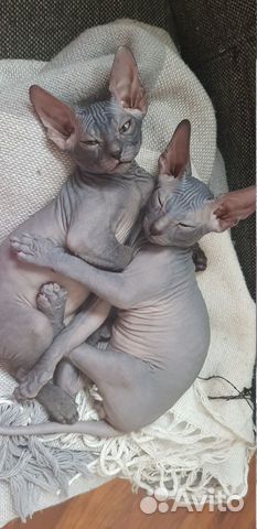 Продается котенок девочка донской сфинкс