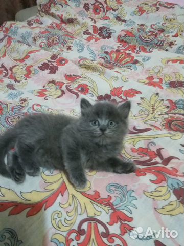 Британская