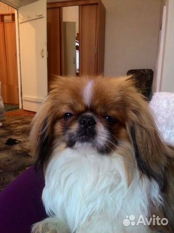 Пикинес-Вязка