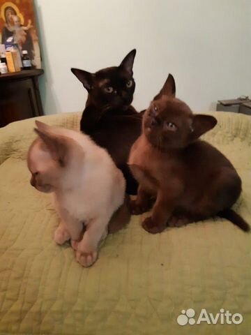 Резервирование Бурманских котят