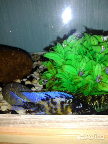 Рыбка аулунокара