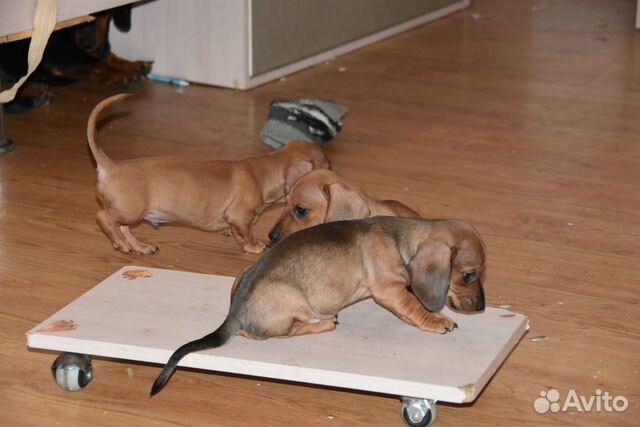 Щенки таксы