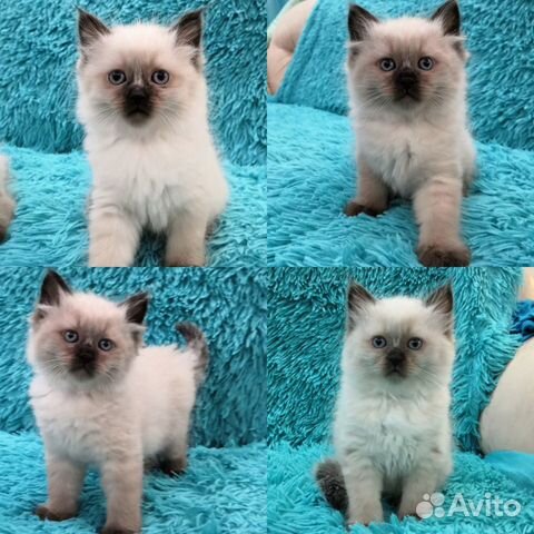 Ragdoll (Тряпичная кукла) Рэгдолл котята