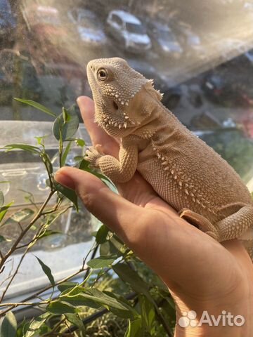 Бородатая Агама витблиц