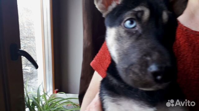 Щенок с разноцветными глазами