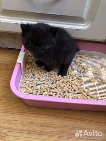 Котёнок Мися