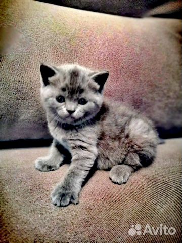 Шотландские котята