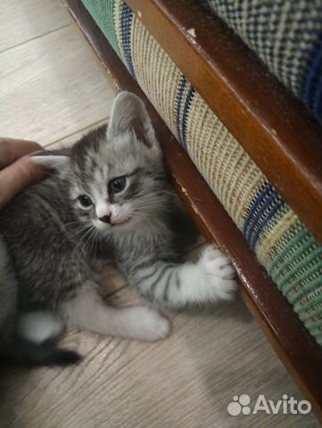 Кошка