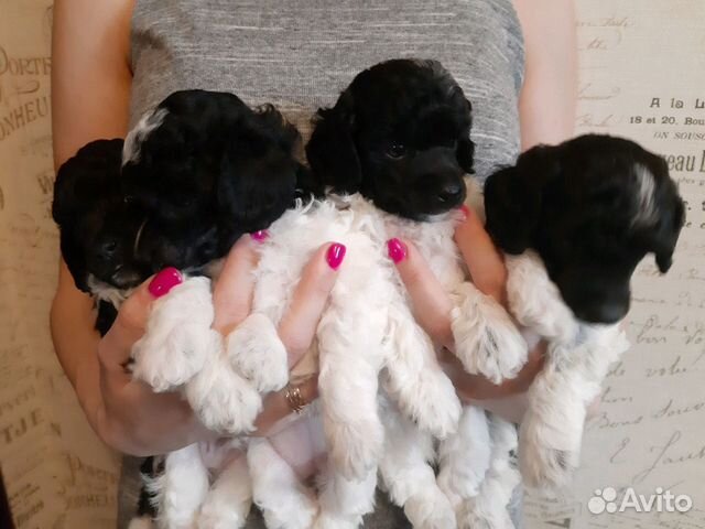 Мальчики с документами РКФ