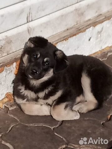 Отдам щенка в добрые руки