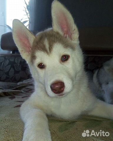 Сибирский хаски