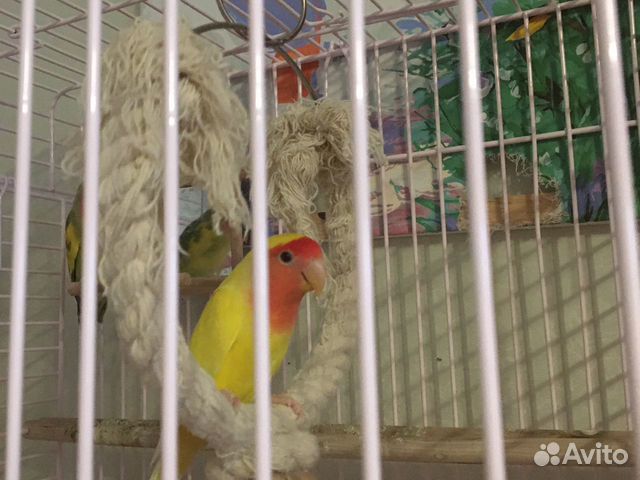 Попугаи неразлучники