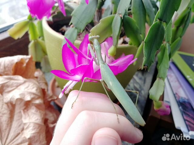 Богомол взрослый самец