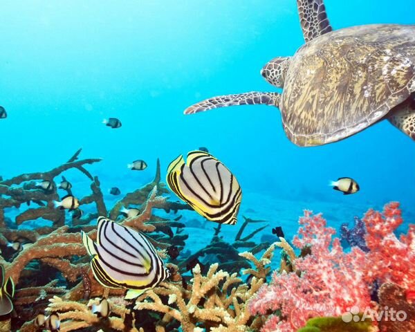 Охлаждение для аквариума