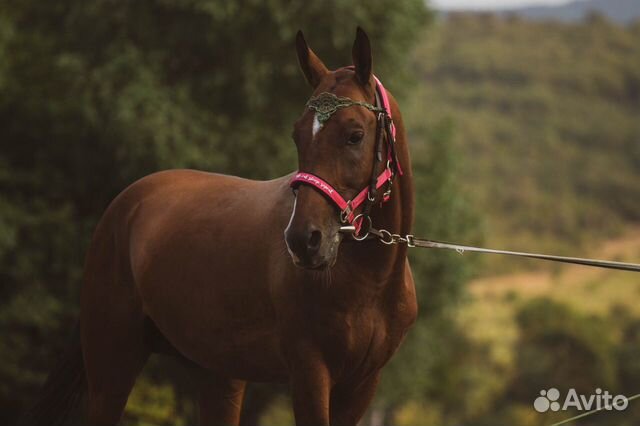 Ахалтекинский жеребец на случку