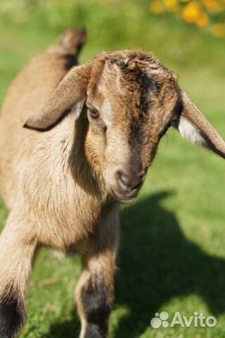 Козлики от молочной козы. Комолый и рогатый