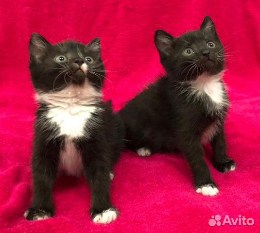 Кошечки "шоколадки" в добрые руки