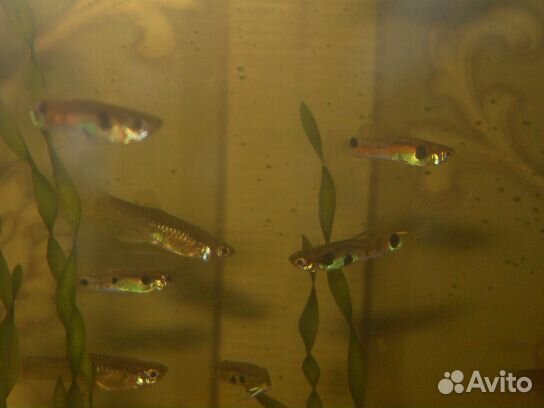 Отдам в дар гуппи обыкновенных