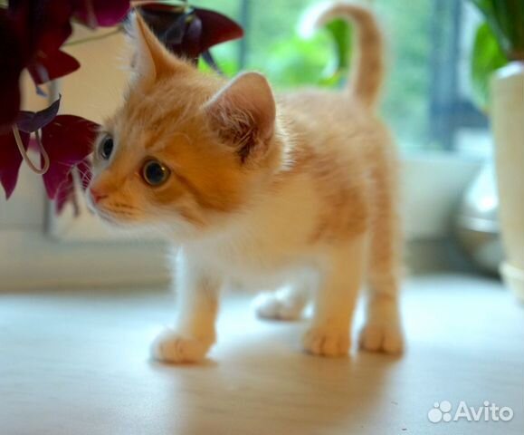 Котик Рыжинка в дар