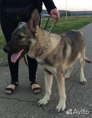 Восточноевропейская овчарка