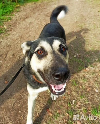 Альма ищет семью