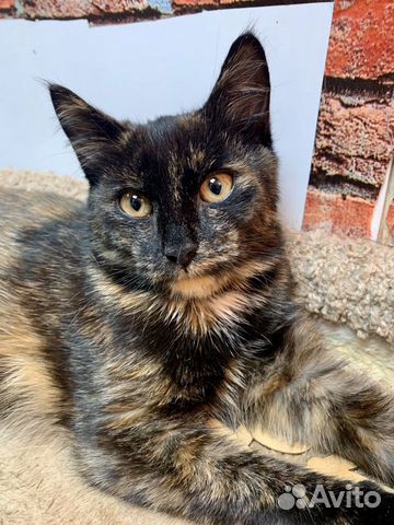 Котёнок Шелли 6 мес