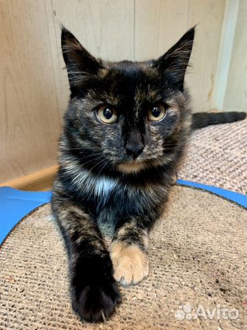 Шелли котёнок 6 мес