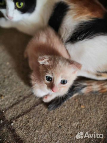 Кремовая вислоухая кошка