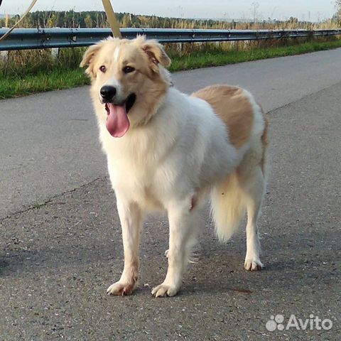 Классный песик