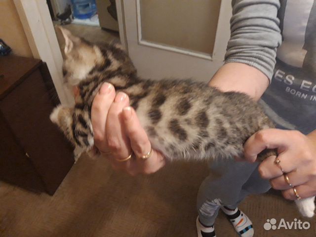 Бенгальская