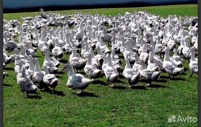 Утки муларды живьём