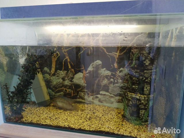 Аквариум с рыбами