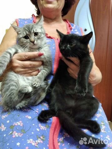 Котики