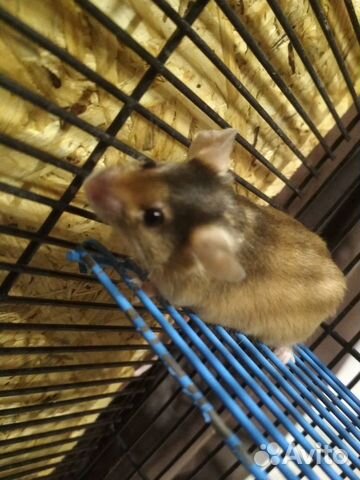 Три сатиновые Мышки с клеткой