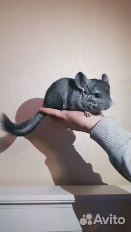 Две девочки Шиншиллы