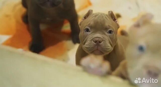 Щенок американский Булли элит