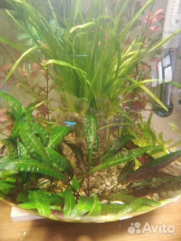 Криптокорина (Cryptocoryne)