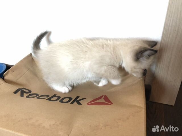 Котята