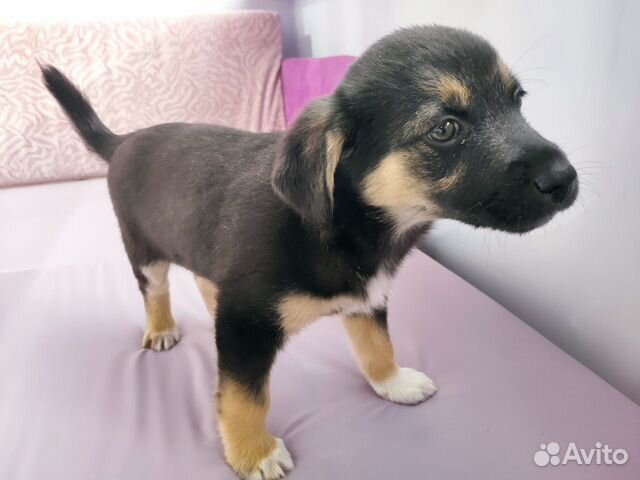 Ищем хороших хозяев для маленького щенка