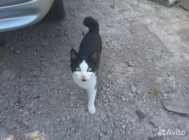 Котёнок курильского бобтейла